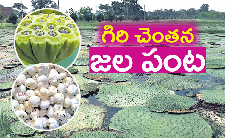 తామర పంటకాదు.. పూల్‌ మఖానా! | phool makhana farming in Alluri ...