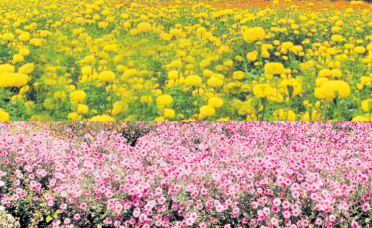 బంతీ.. చామంతీ.. ముద్దాడుకున్నాయిలే..! | Banti and chamanthi flower ...