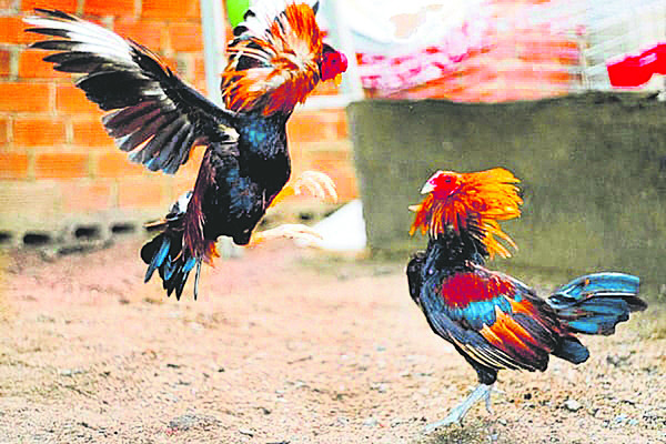 పందెం కోళ్లు సై..సై.. | - | Sakshi