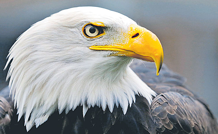 అమెరికా జాతీయ పక్షిగా బాల్డ్‌ ఈగల్‌ | Bald eagle officially declared US ...