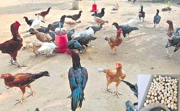 నాటు కోళ్లతో మంచి ఆదాయం ఆర్జిస్తున్న యువజంట.. | Natu Kodi Farming ...