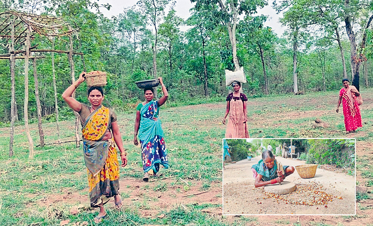 ఆదివాసీల కల్పవృక్షం.. ఇప్ప చెట్టు | Adivasi financial resource Ippa ...