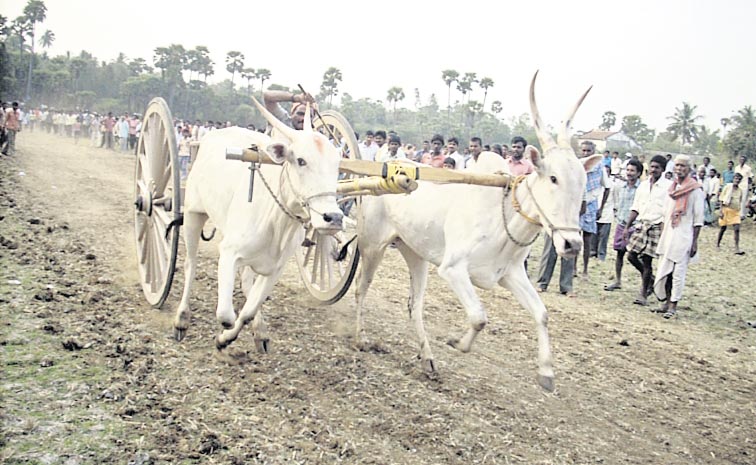 బరిలో ఉరకలు వేసే ఉత్సాహం | All Set For Bull Race In Chodavaram Andhra ...