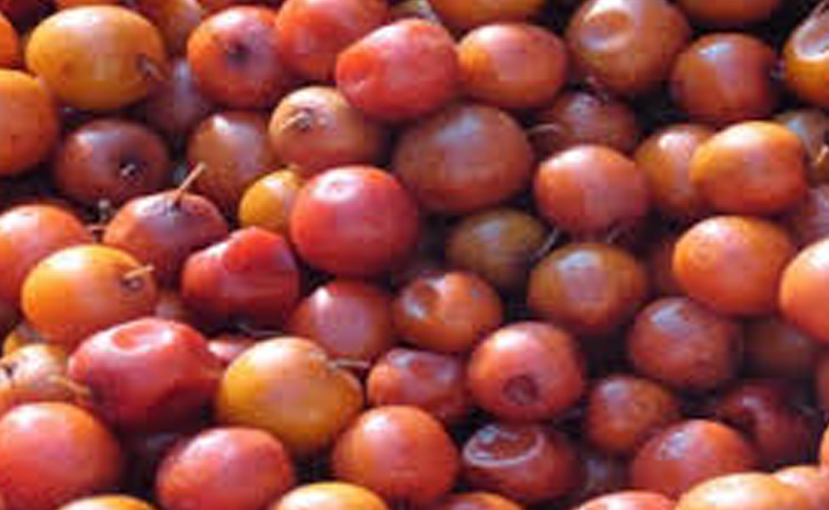 చలికాలంలో తప్పకుండా తీసుకోవాల్సిన ‘సూపర్‌ పండు’ ఎన్ని లాభాలో! | Do you ...