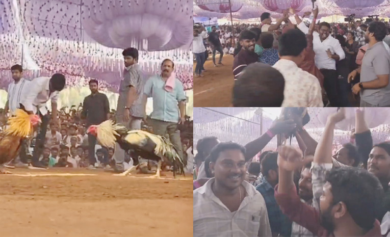 నెమలి ‘పుంజు’ తడాఖా.. పందెంలో ‘కోటి’ గెలిచిన కోడి | Nemali Punju Own ...