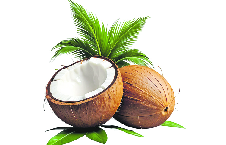 కొబ్బరి రైతుకు ఊరట | Coconut prices are gradually increasing | Sakshi