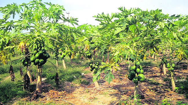 ‘బొప్పాయి’లో యాజమాన్యం పాటించండి | - | Sakshi
