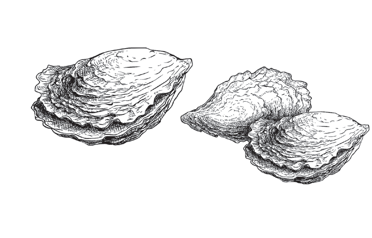 ఆల్చిప్పలే దివ్యౌషధాలు! | Medicinal properties of Sydney rock chips ...