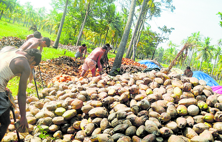 కొబ్బరి పంట పండింది | Coconut farmers happy with increase in coconut ...