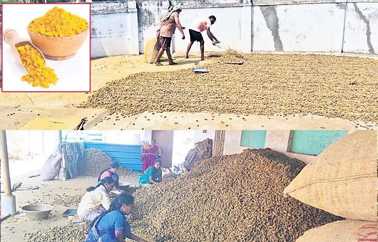 పసుపు సాగుకు సిరుల ఛాయ | There is a great demand for Madugula turmeric ...
