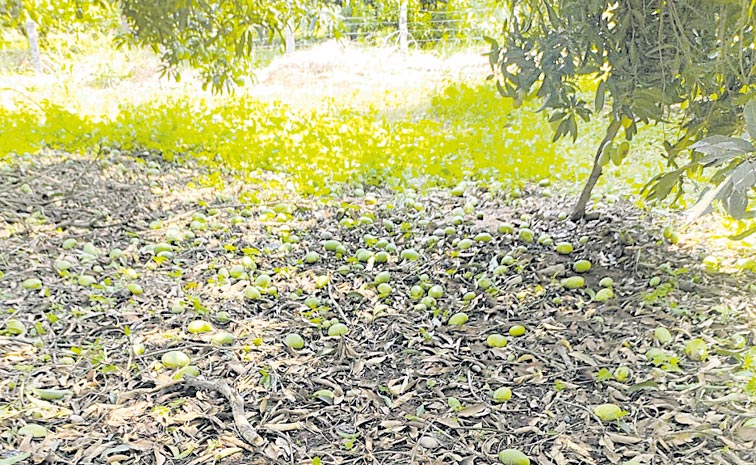 నేల రాలిన రైతుల ఆశలు | Unseasonal rains damage standing crops and mango ...