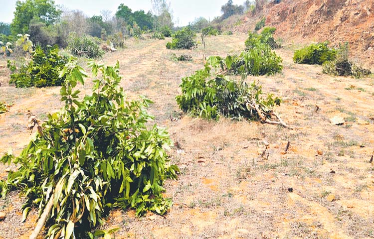 చెట్లను కాదు.. మమ్మల్ని నరికేయండి! | TDP leaders cut down 115 mango and ...