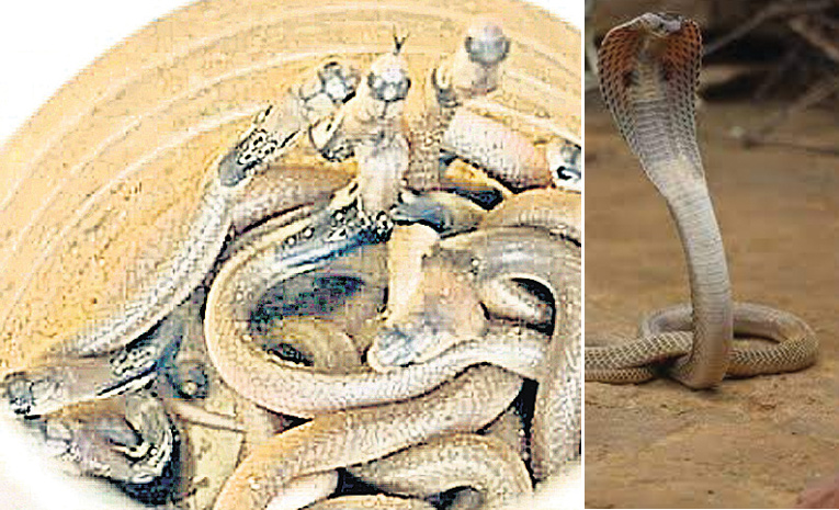 ఇంట్లో పాముల కలకలం | 24 Snakes And 7 Snake Eggs Found At Fisherman Home ...