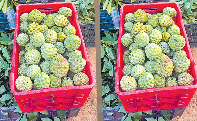 నెక్స్ట్‌ సీతాఫలం, పసుపు | GI tag for Balanagar Custard Apple ...