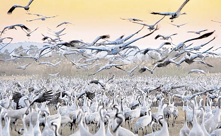 వావ్‌.. మైగ్రేట్‌ ‘వే’ | There are three super flyways for migratory ...