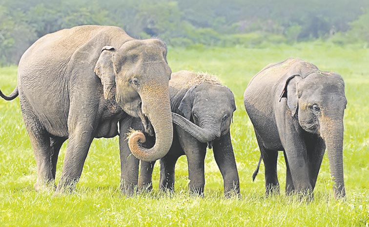 గజ రాజులకూ పేర్లుంటాయ్‌ | Scientists Recognize Elephants Have Special ...