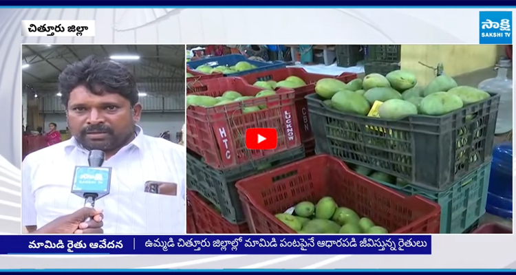 Chittoor: మామిడి రైతుల ఆవేదన..చేతులెత్తేసిన కూటమి | Mango Farmers Facing Problems At Chittoor ...