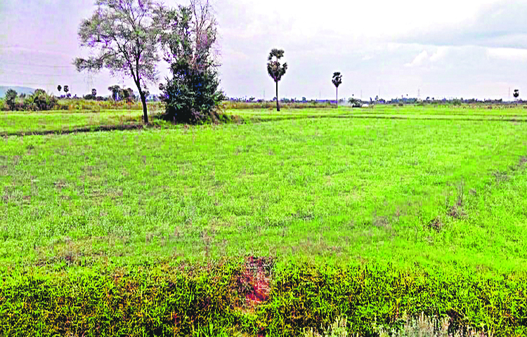 మహానాడుకు వస్తే ఎకరం పొలం! | TDP Bumper Offer To Lease An Acre Of Land ...