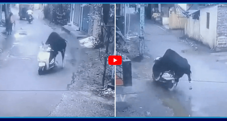 స్కూటీ నడుపుతున్న ఎద్దు.. ఇంతకీ లైసెన్స్ ఉందా! | Funny Video Bull Ride ...