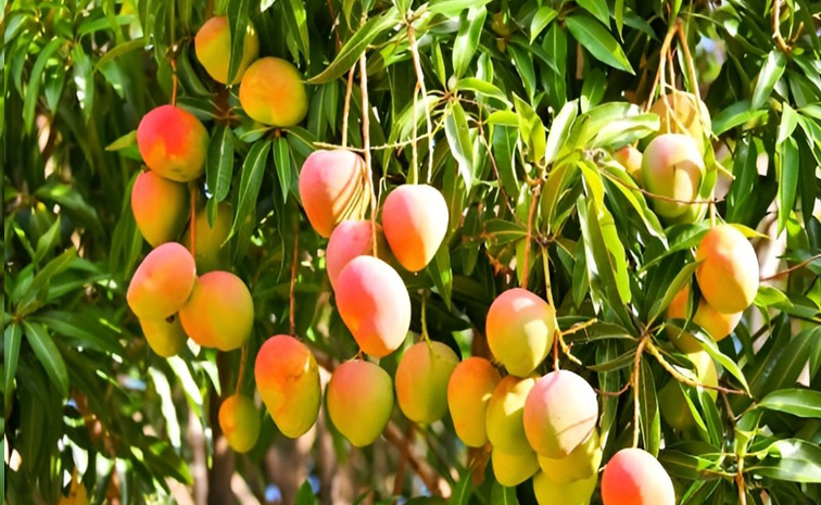 కనుమరుగవుతున్న మామిడి వెరైటీలు ఇవే..! | Native Mango Varieties That Are ...