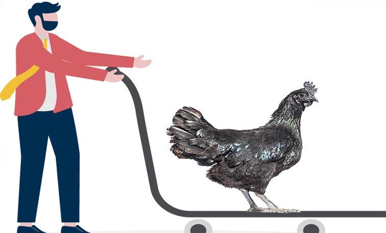 నాటు కోళ్లు, గుడ్లు ఇంటికే వస్తాయి | Buys Free Range Eggs and chickens ...
