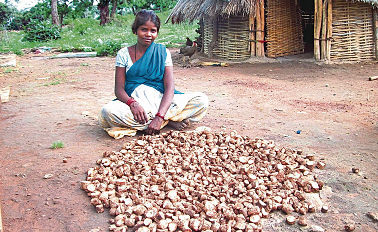 అడవే ఆధారం.. బతుకు భారం.. | Nallamala Chenchu Tribe employment and life ...