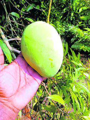 మొగల్తూరు మామి‘డీలా’ | - | Sakshi