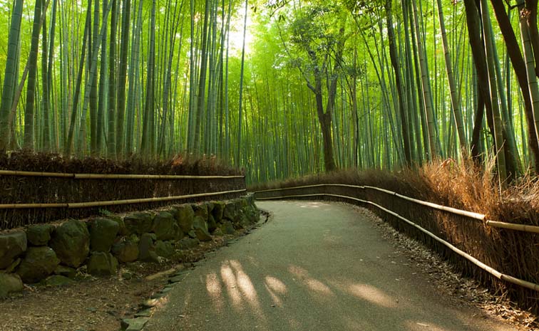 వావ్‌.. బాంబూ గ్రోవ్‌.. | All You Need To Know About Japan Arashiyama ...