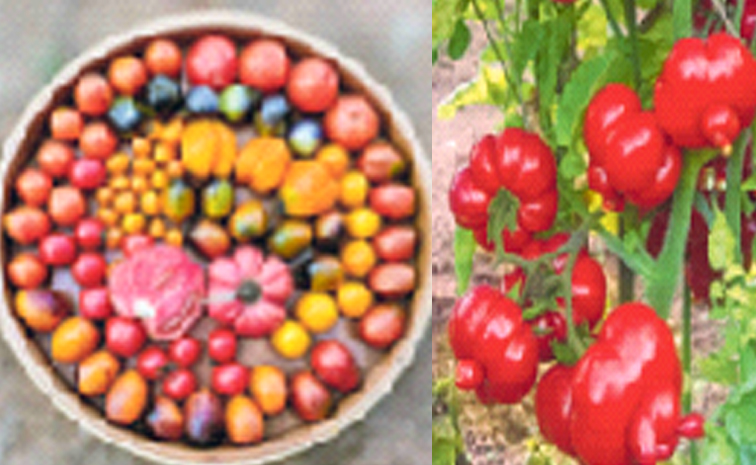 దేశీ టొమాటోల సిరి! మైసూరులో విత్తనోత్సవం | Sagubadi indigenous tomatoes ...