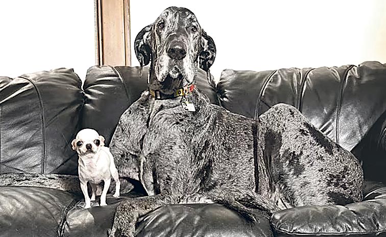 ఓ మై డాగ్స్‌! | Reggie Tallest Dog Meets Pearl Smallest Dog: Guinness ...