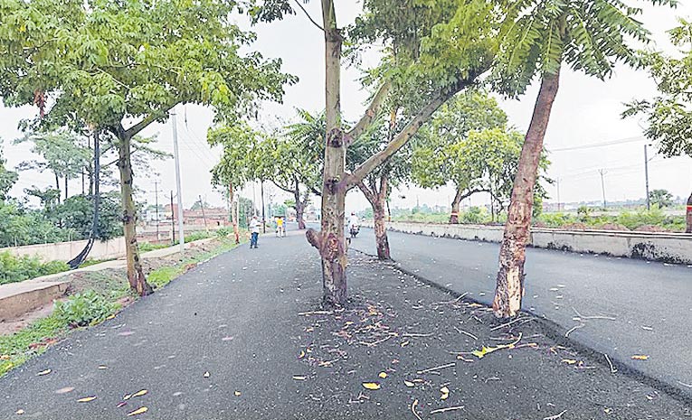 ఒక రోడ్డు... కొన్ని చెట్లు | Rs 100 Crore Highway Project Leaves Trees ...