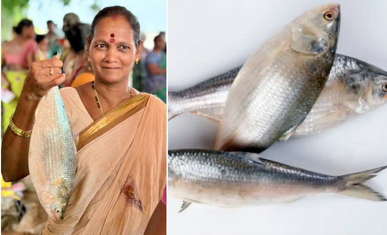 పులస @ రూ.15 వేలు | Pulasa Fish Sells for ₹15,000 per Kg in Yanam ...