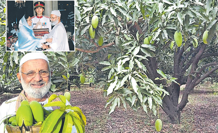 ట్రిపుల్‌ సెంచరీ మామిడి చెట్టు | Triple Century Mango Tree is a real ...