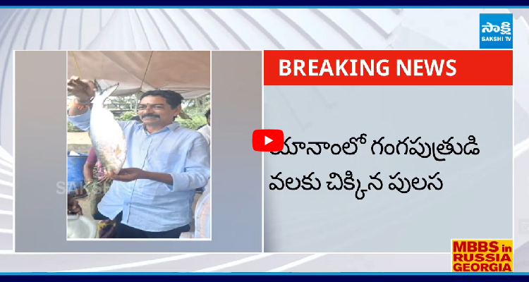 యానాంలో రికార్డు ధర పలికిన పులస | Fisherman In Yanam Sells Rare Pulasa ...