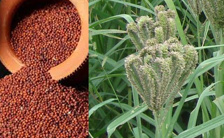 Finger Millet: పోషకాల రాగి | Finger millet cultivation; The amazing ...