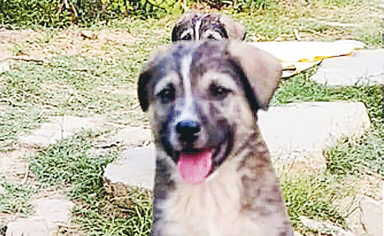 67 మంది ప్రాణాలు కాపాడిన శునకం | Dog Saves 67 Lives in Mandi Before ...