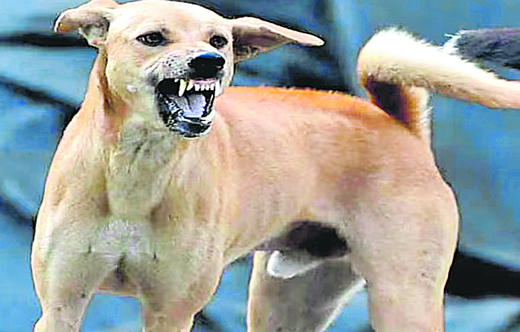 భౌ.. భౌ..! | Dog trouble on the streets across the country | Sakshi