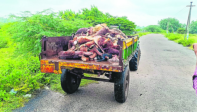 70 గొర్రెలు మృత్యువాత | - | Sakshi
