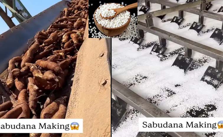 సగ్గుబియ్యాన్ని ఎలా తయారు చేస్తారో తెలుసా..! | Sabudana Is Made In A ...