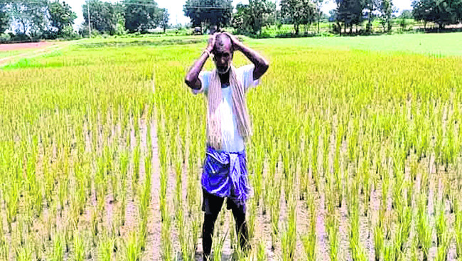 వరి పంటపై గడ్డి మందు | - | Sakshi
