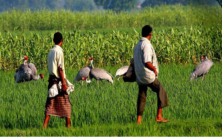 మనల్ని ప్రేమించే జంతువులు | abandoned Eagle Vultures and its journey ...