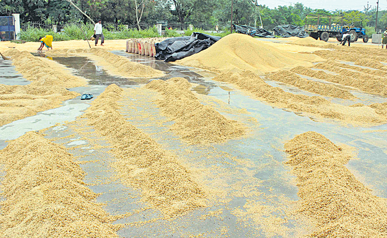 నిండా ముంచిన వాన | Paddy and cotton fields submerged due to heavy rains ...