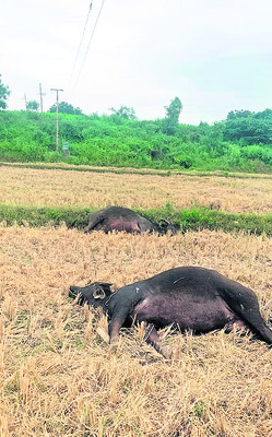 విద్యుత్‌ షాక్‌తో యువకుడు మృతి | - | Sakshi