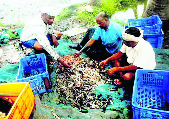 ఎదురీదుతున్న వనామీ | - | Sakshi