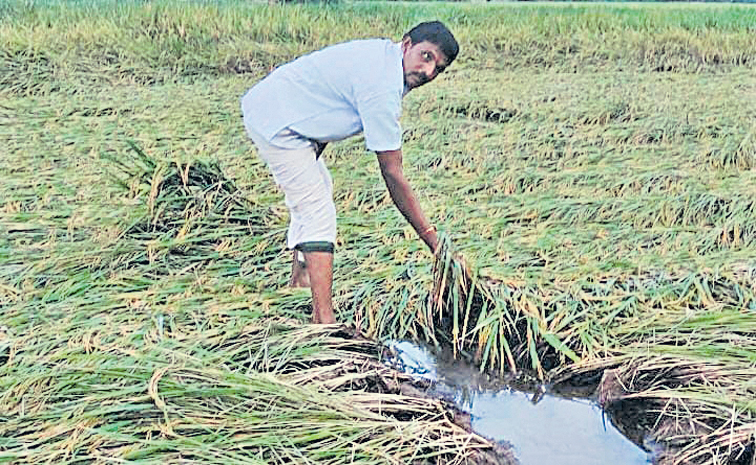 AP: క‘న్నీరే’ మిగిలింది | Cyclone Montha effect: Crop damage in lakhs ...