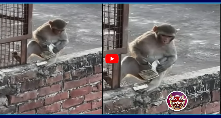 కోతి చేతిలో 5 వందల నోట్ల కట్టలు | 500 Rupees Note Bundles In Monkey ...