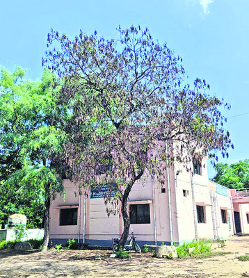 ‘వేప’కే విపత్తు..! | - | Sakshi