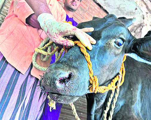 దూడకు ఆర్థోపెడిక్‌ సర్జరీ | - | Sakshi