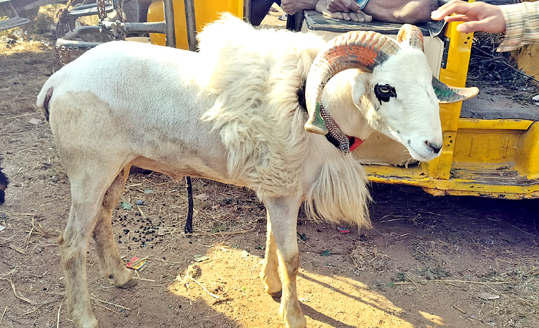 తెల్ల పొట్టేలు.. ధర తెలిస్తే షాక్ అవుతారు..! | Karnataka sheep fetches ...
