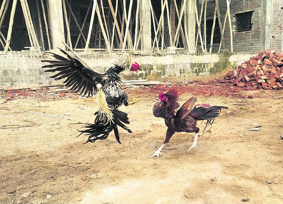 పందెం కోడి... పండక్కి రెడీ | - | Sakshi